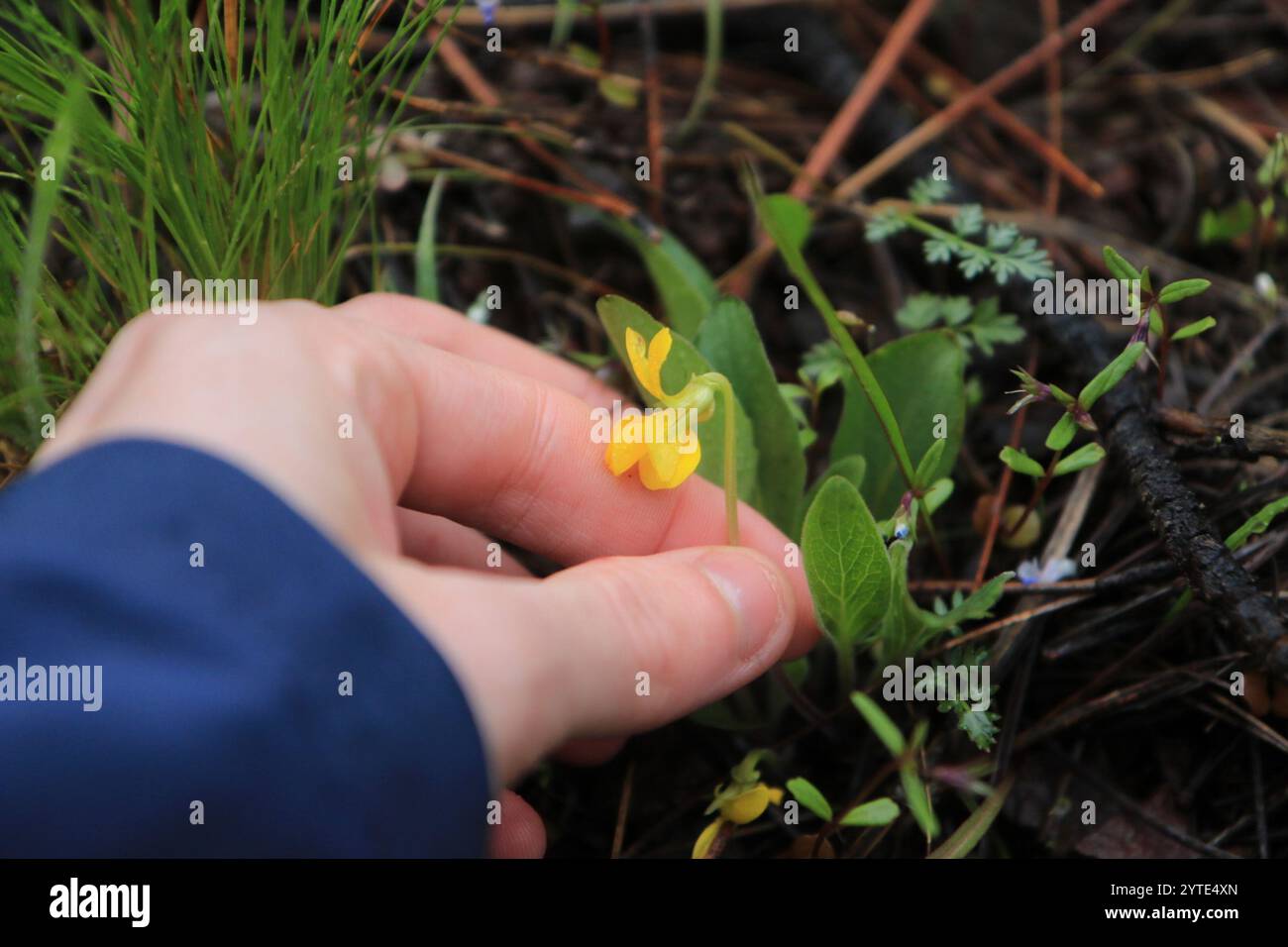 Baker's violet (Viola bakeri Stock Photo - Alamy