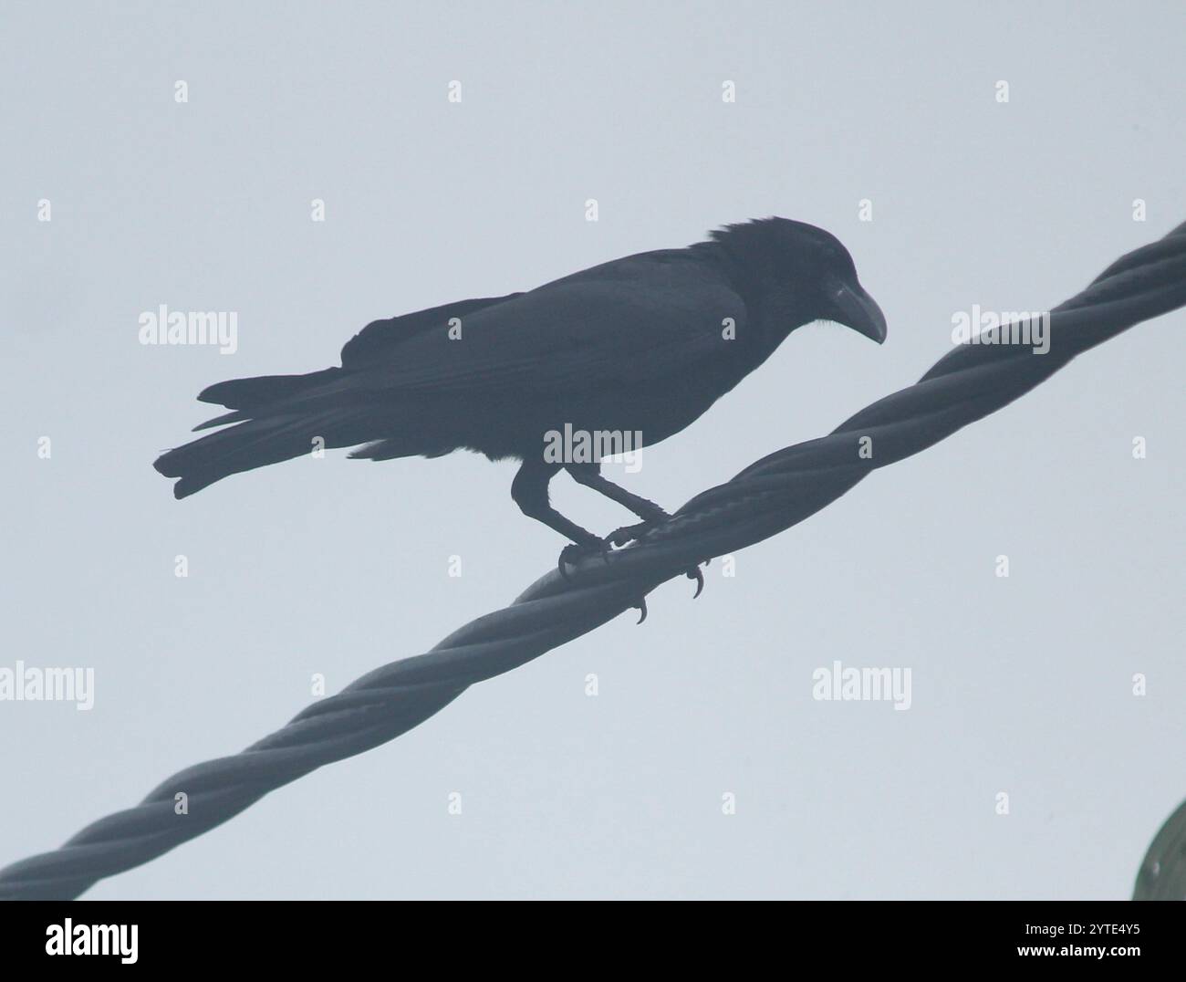 Large-billed Crow (Corvus macrorhynchos Stock Photo - Alamy