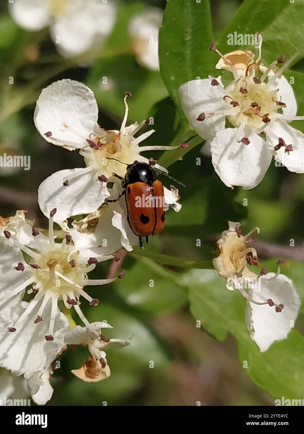 black-and-red pot beetle (Cryptocephalus bipunctatus Stock Photo - Alamy