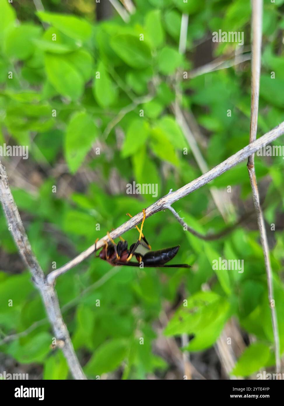 Ringed Paper Wasp (Polistes annularis Stock Photo - Alamy