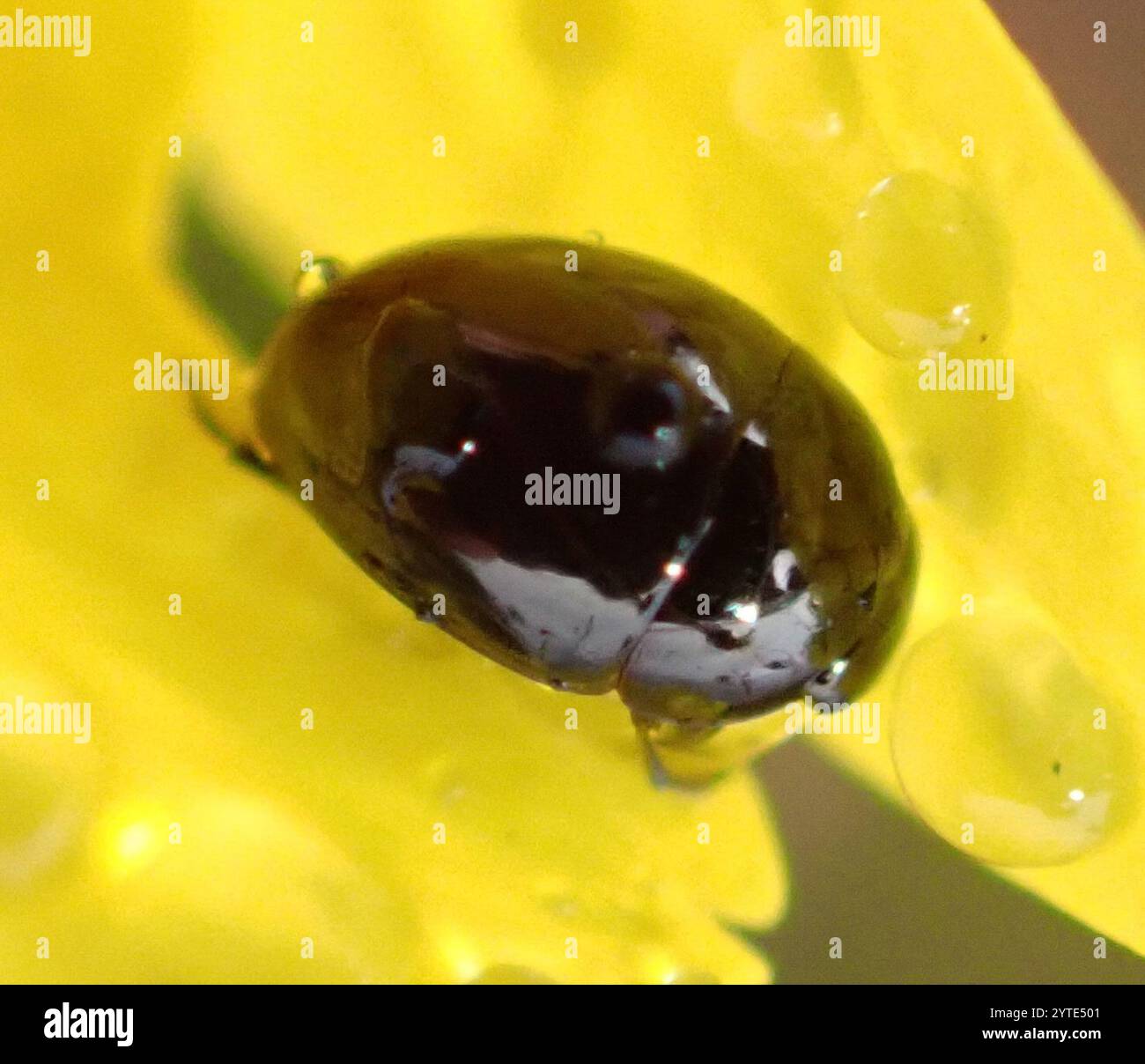Shining Flower Beetles (Phalacridae Stock Photo - Alamy