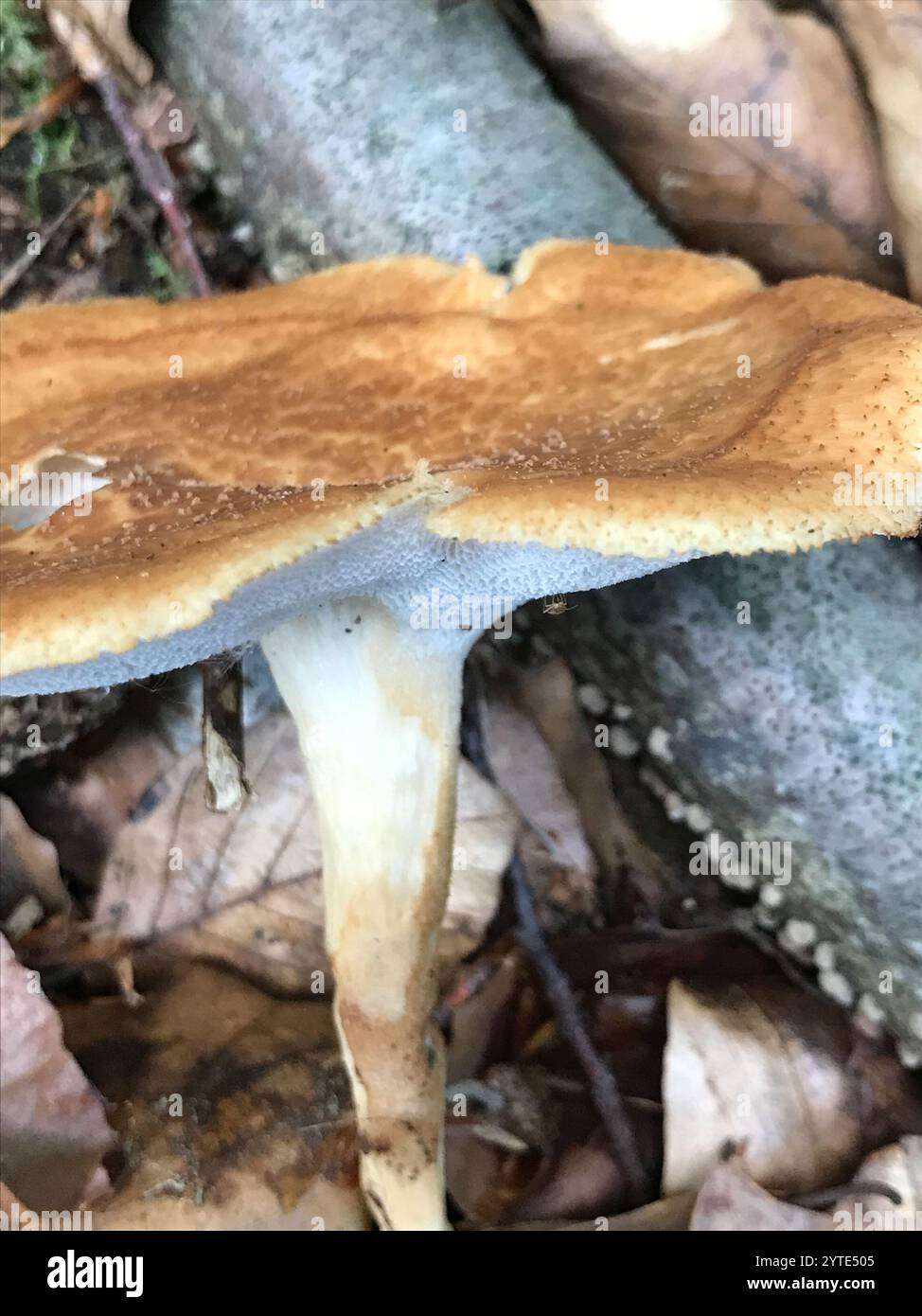 Polyporus tuberaster hi-res stock photography and images - Alamy