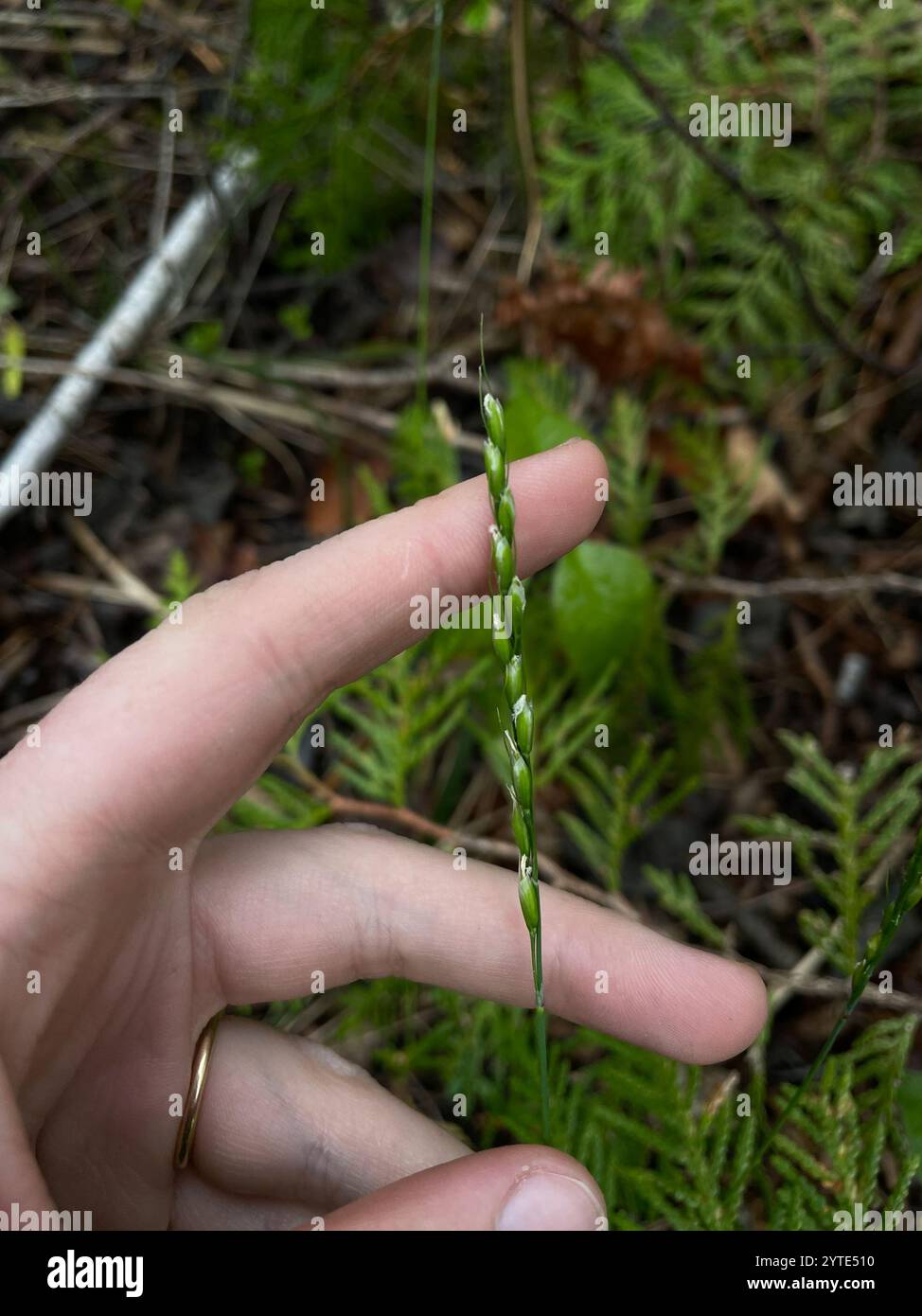 White-grained Mountain-ricegrass (Oryzopsis asperifolia Stock Photo - Alamy