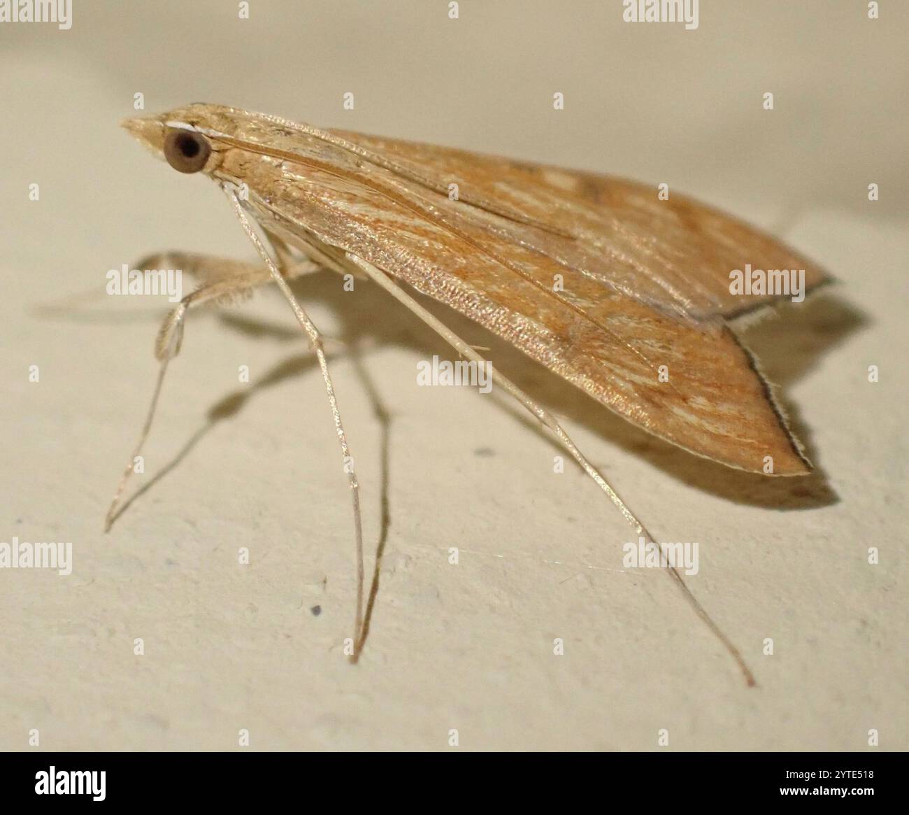 Sesame Leafroller (Antigastra catalaunalis Stock Photo - Alamy