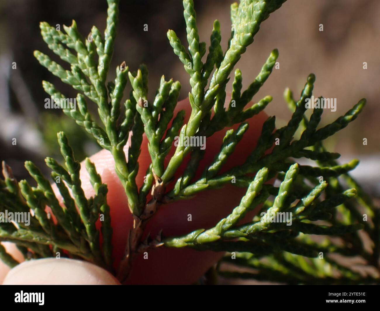 Seaside Juniper (Juniperus maritima Stock Photo - Alamy