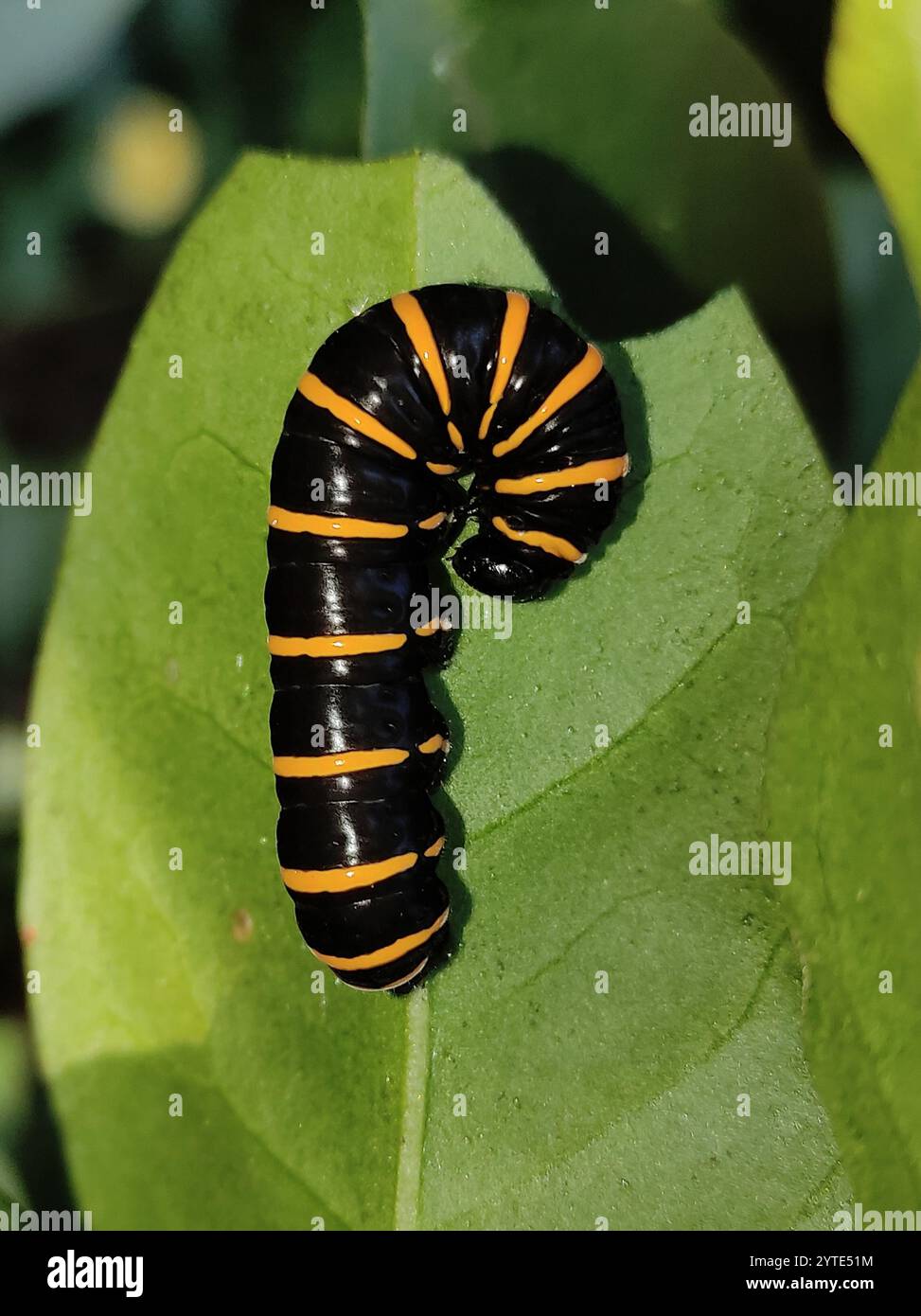 themisto amberwing (Methona themisto Stock Photo - Alamy