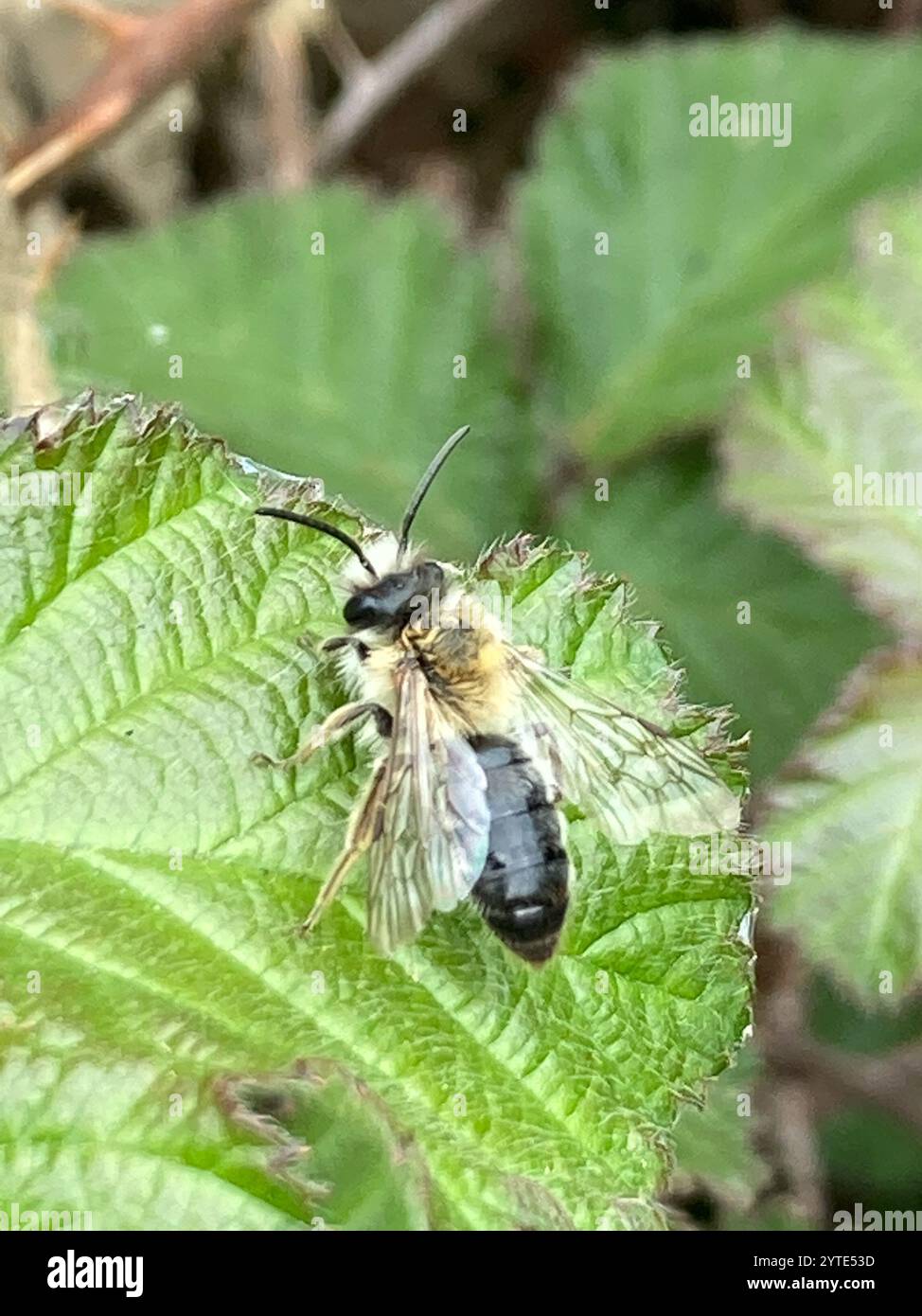 Mining Bees (Andrena Stock Photo - Alamy