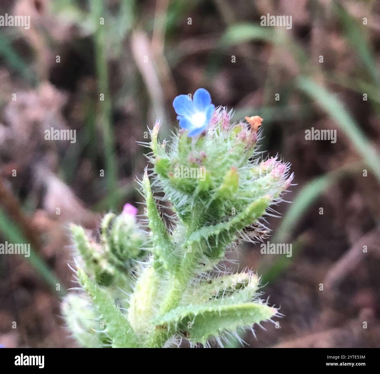 small bugloss (Anchusa arvensis Stock Photo - Alamy