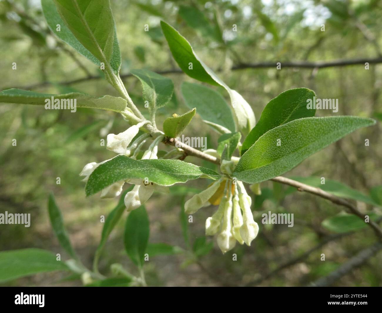 autumn olive (Elaeagnus umbellata Stock Photo - Alamy