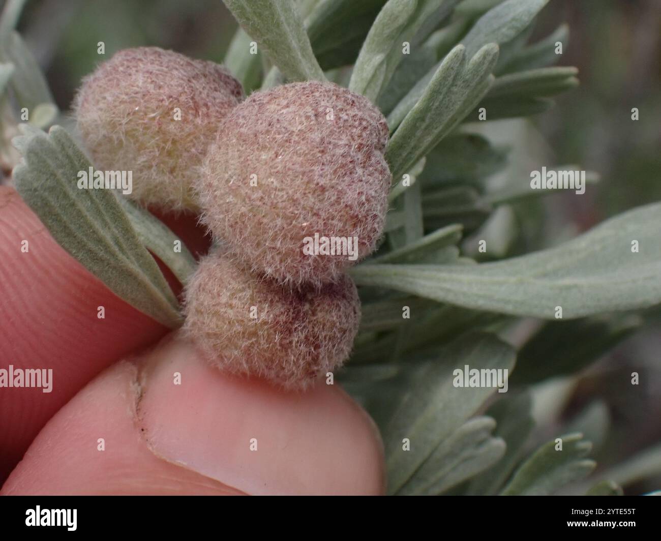 Sponge Gall Midge (Rhopalomyia pomum Stock Photo - Alamy