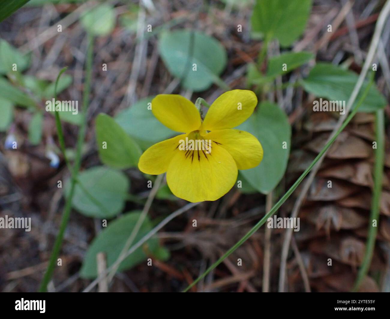 Valley Violet (Viola vallicola Stock Photo - Alamy