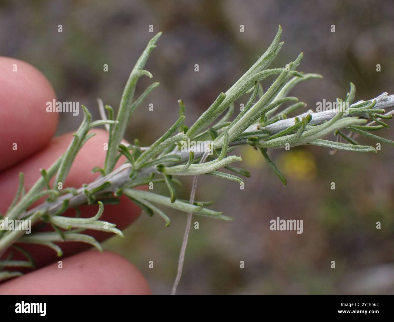 Rubber Rabbitbrush (Ericameria nauseosa Stock Photo - Alamy