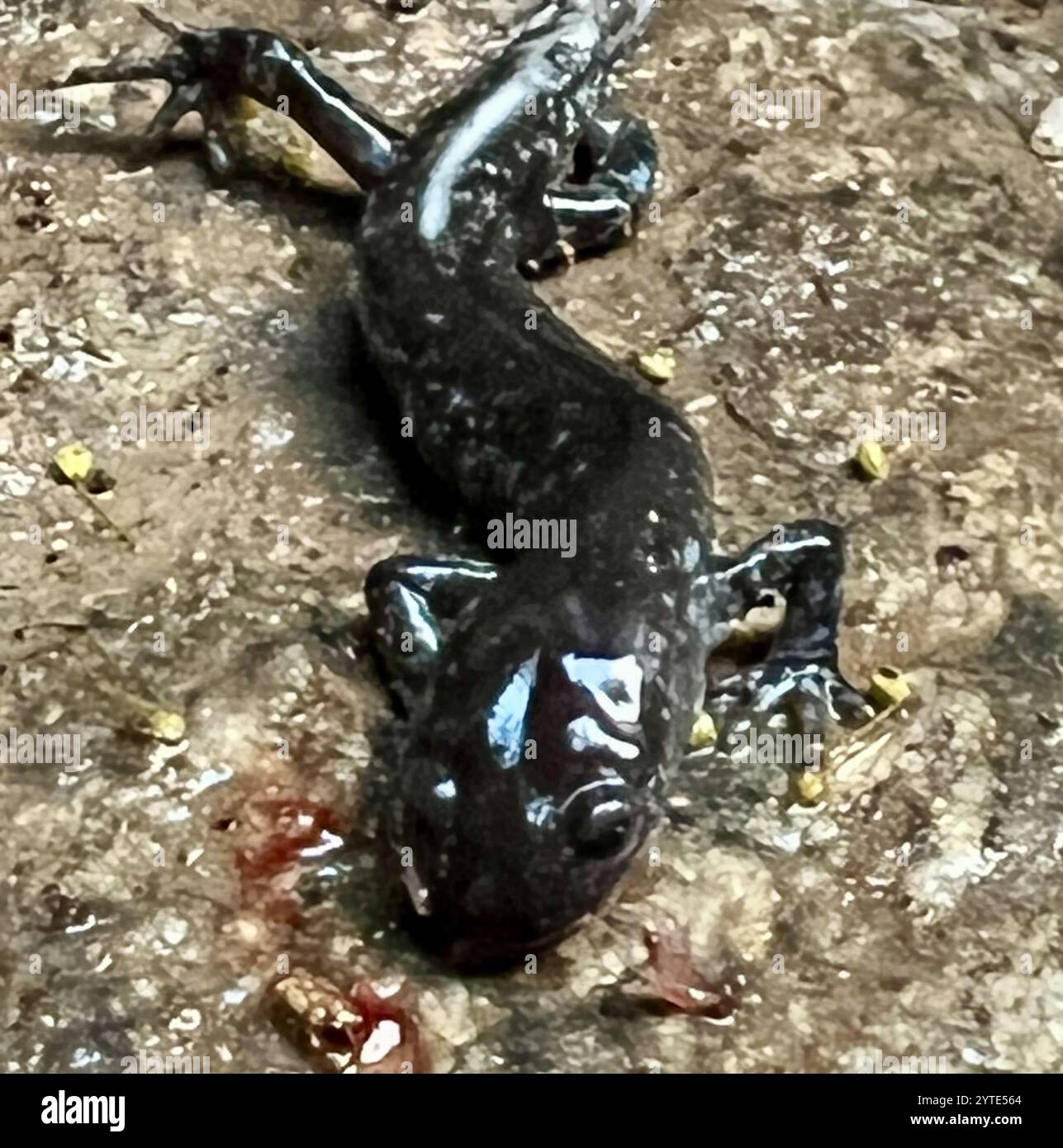 Unisexual Mole Salamander (Ambystoma unisexual Stock Photo - Alamy