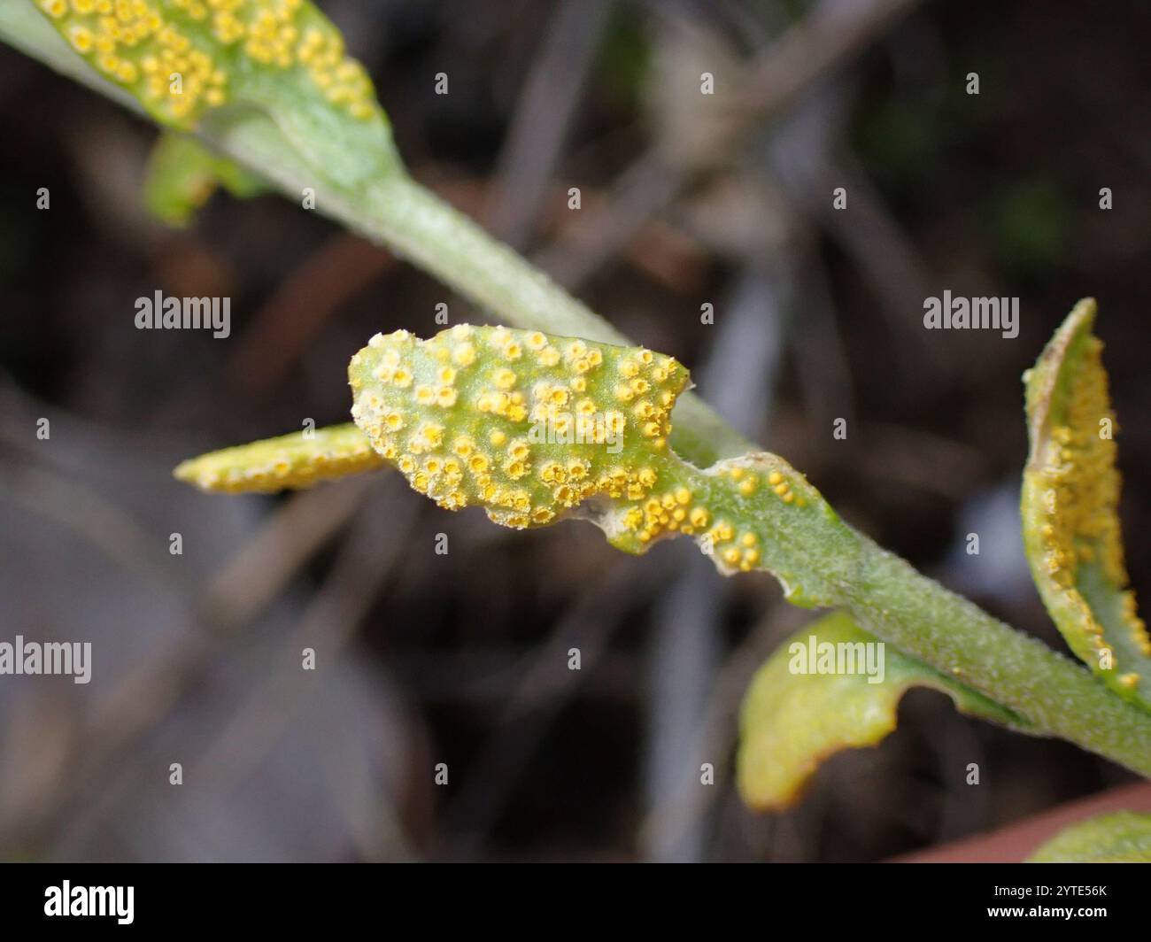 Mustard Flower Rust (Puccinia monoica Stock Photo - Alamy