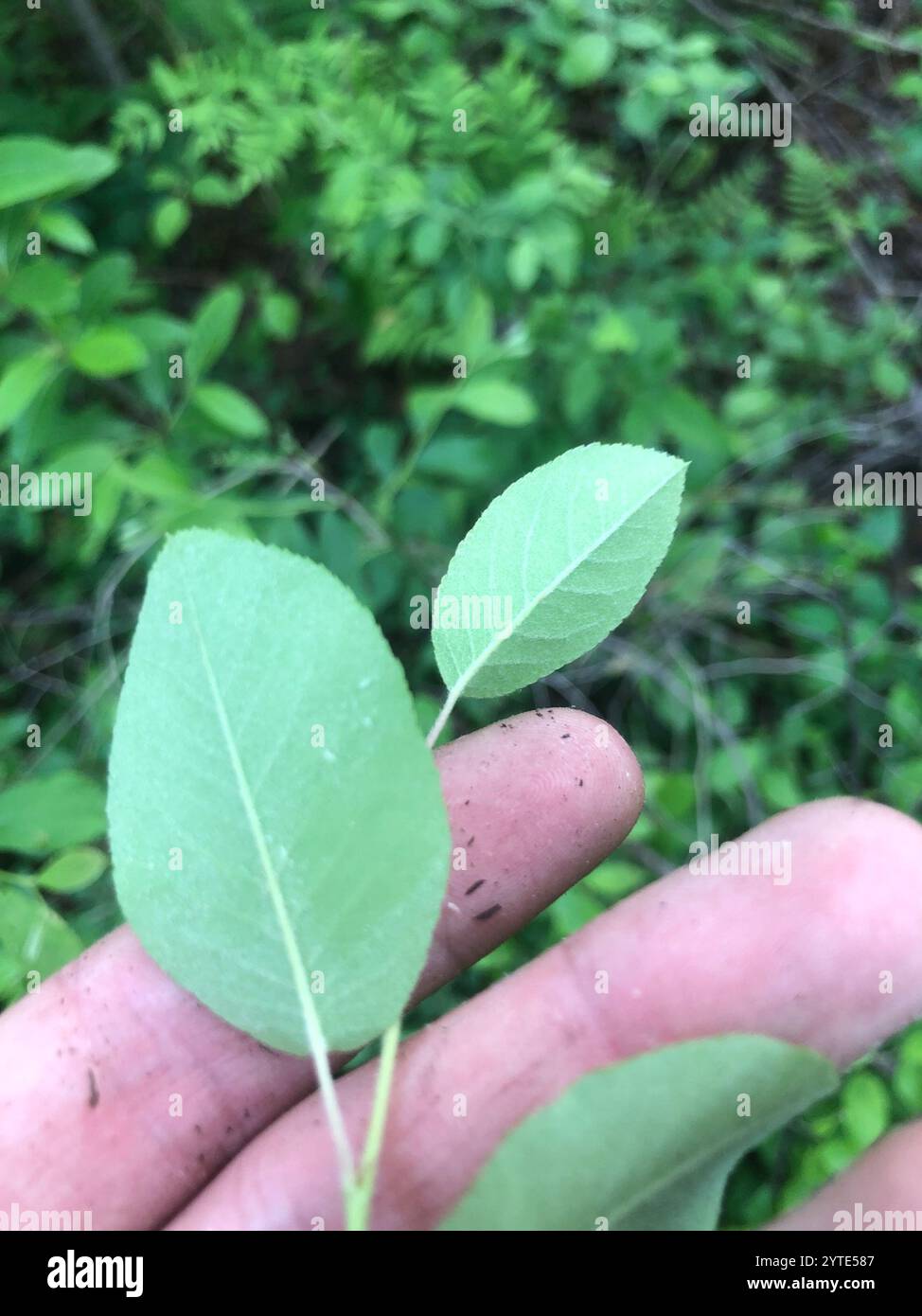 Running Serviceberry (Amelanchier stolonifera Stock Photo - Alamy