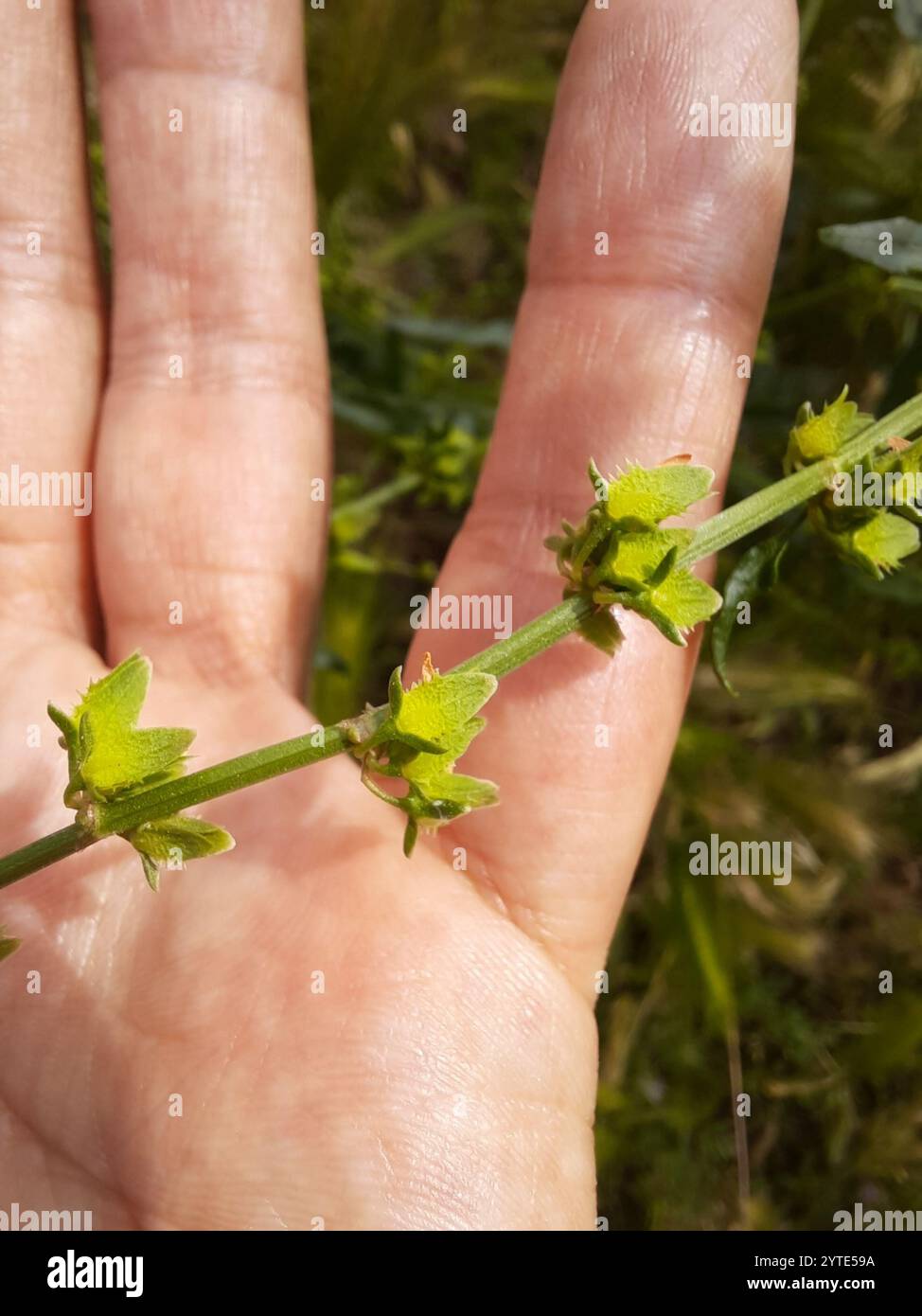 Marsh Dock (Rumex palustris Stock Photo - Alamy