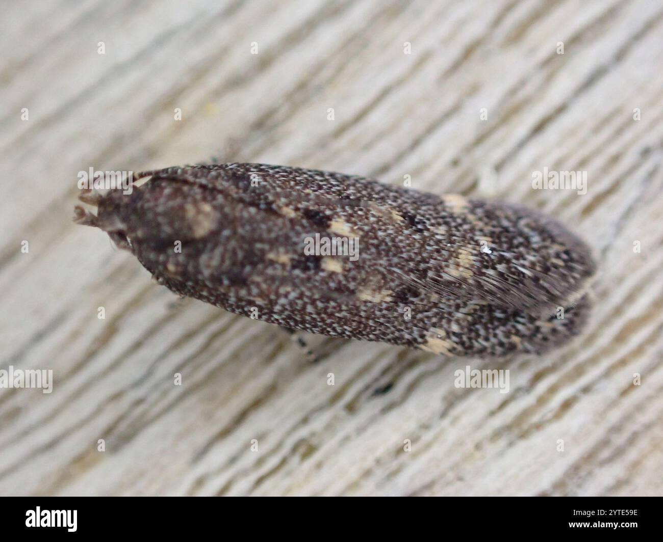Bryotropha affinis hi-res stock photography and images - Alamy