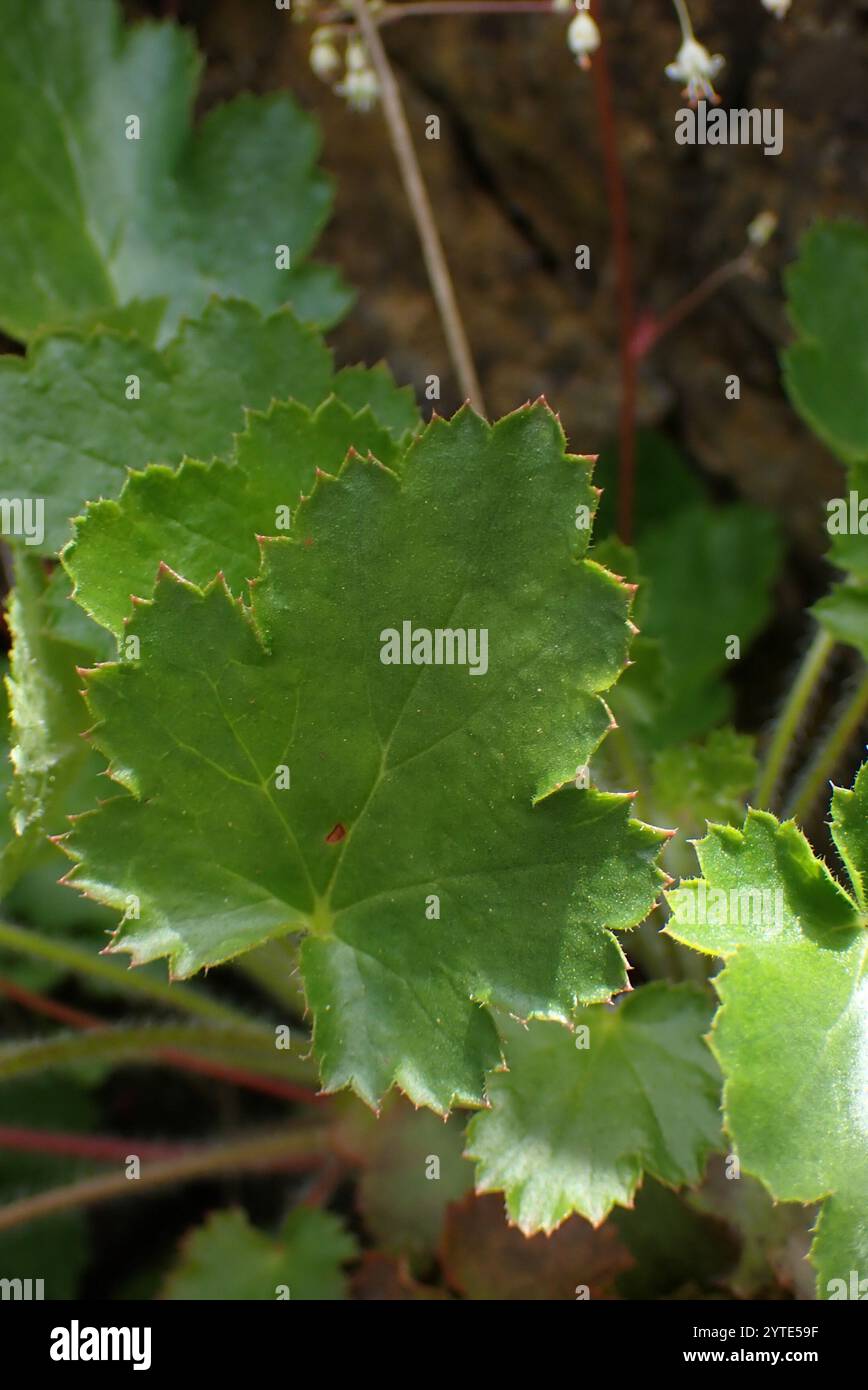 crevice alumroot (Heuchera micrantha Stock Photo - Alamy