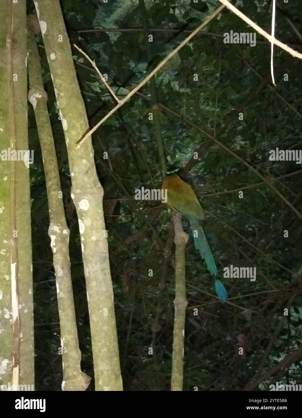 Andean Motmot (Momotus aequatorialis Stock Photo - Alamy