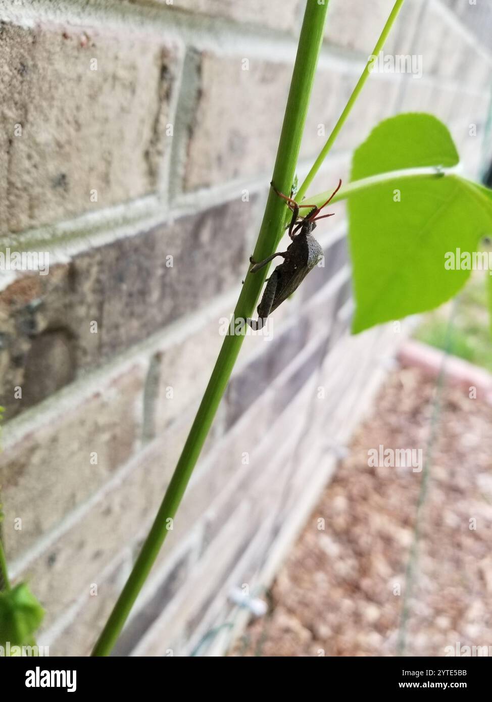 Acanthocephala femorata hi-res stock photography and images - Alamy