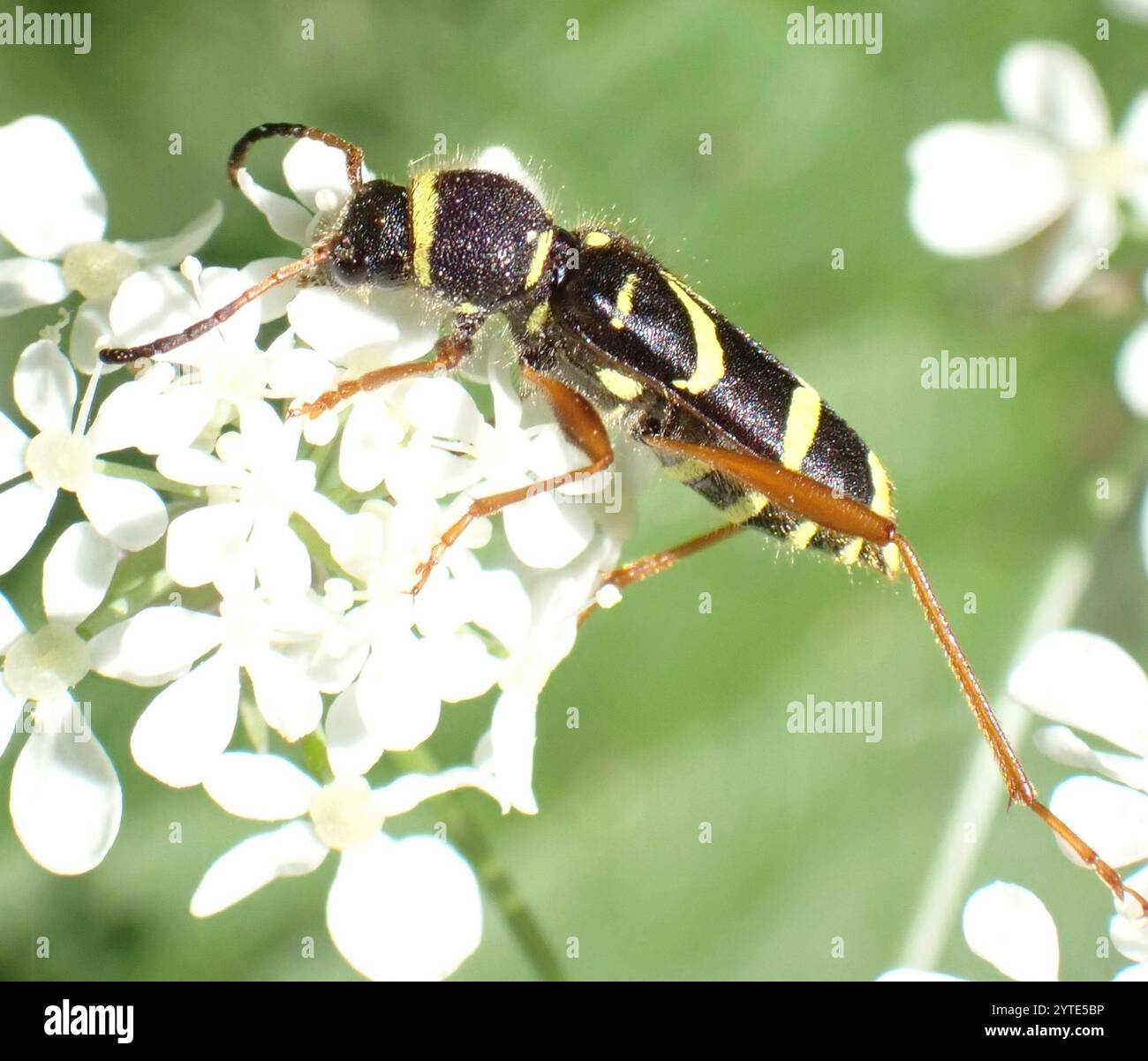 Wasp Beetle (Clytus arietis Stock Photo - Alamy