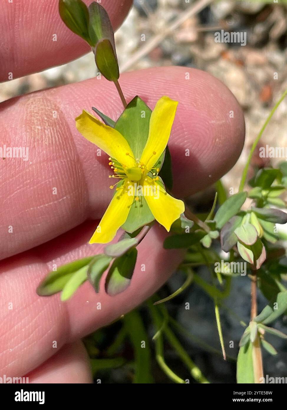 St. Andrew's cross (Hypericum hypericoides Stock Photo - Alamy