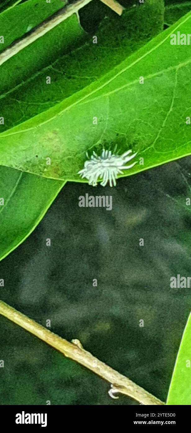 Mealybug Destroyer (Cryptolaemus montrouzieri Stock Photo - Alamy