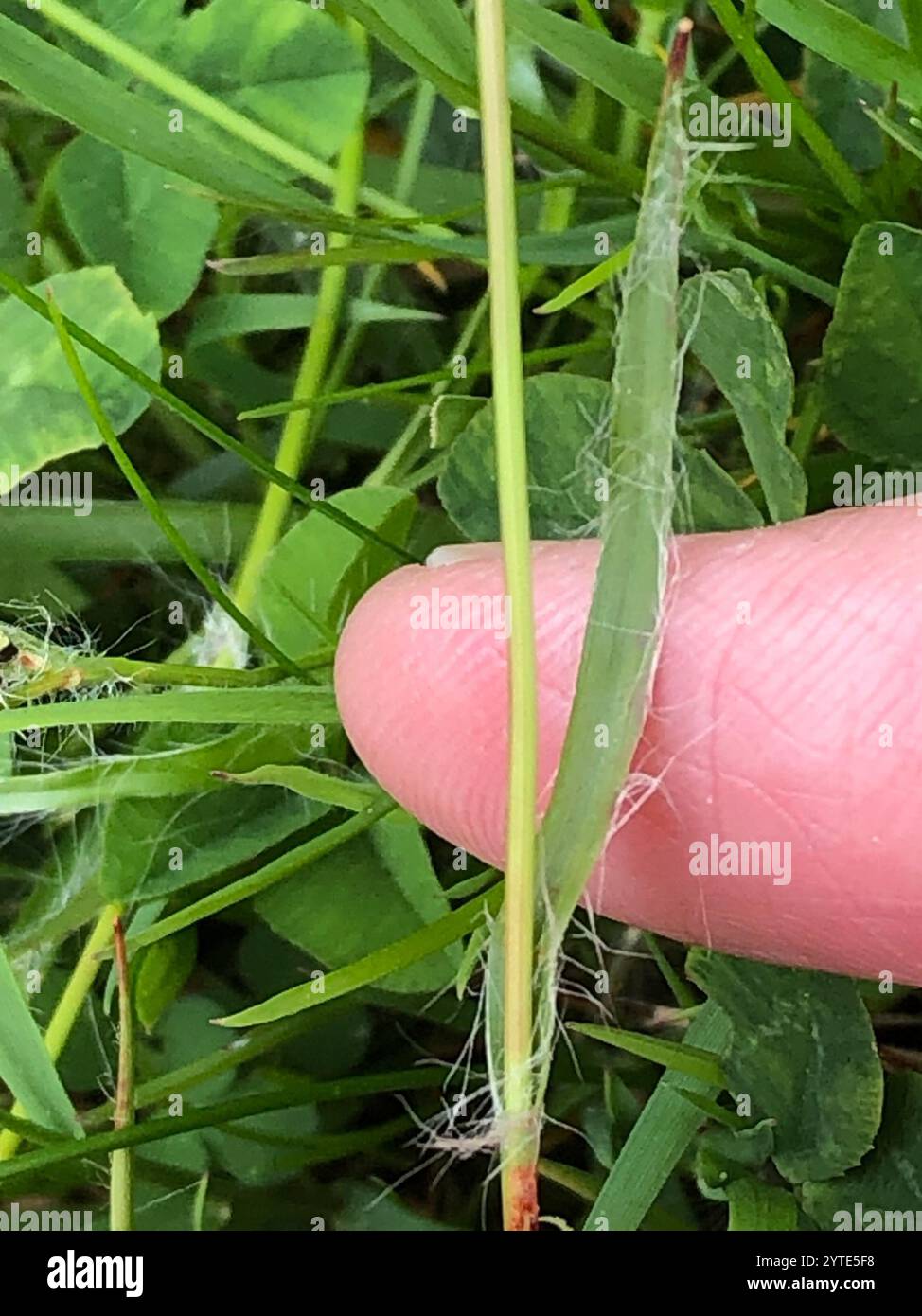 Field woodrush (Luzula campestris Stock Photo - Alamy