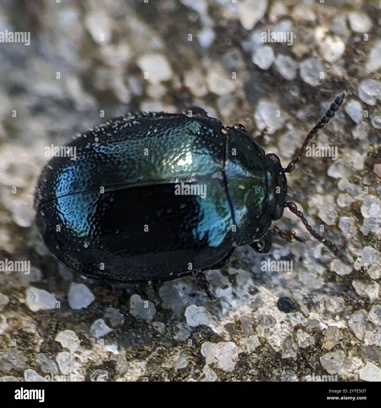 Willow Leaf Beetle (Plagiodera versicolora Stock Photo - Alamy