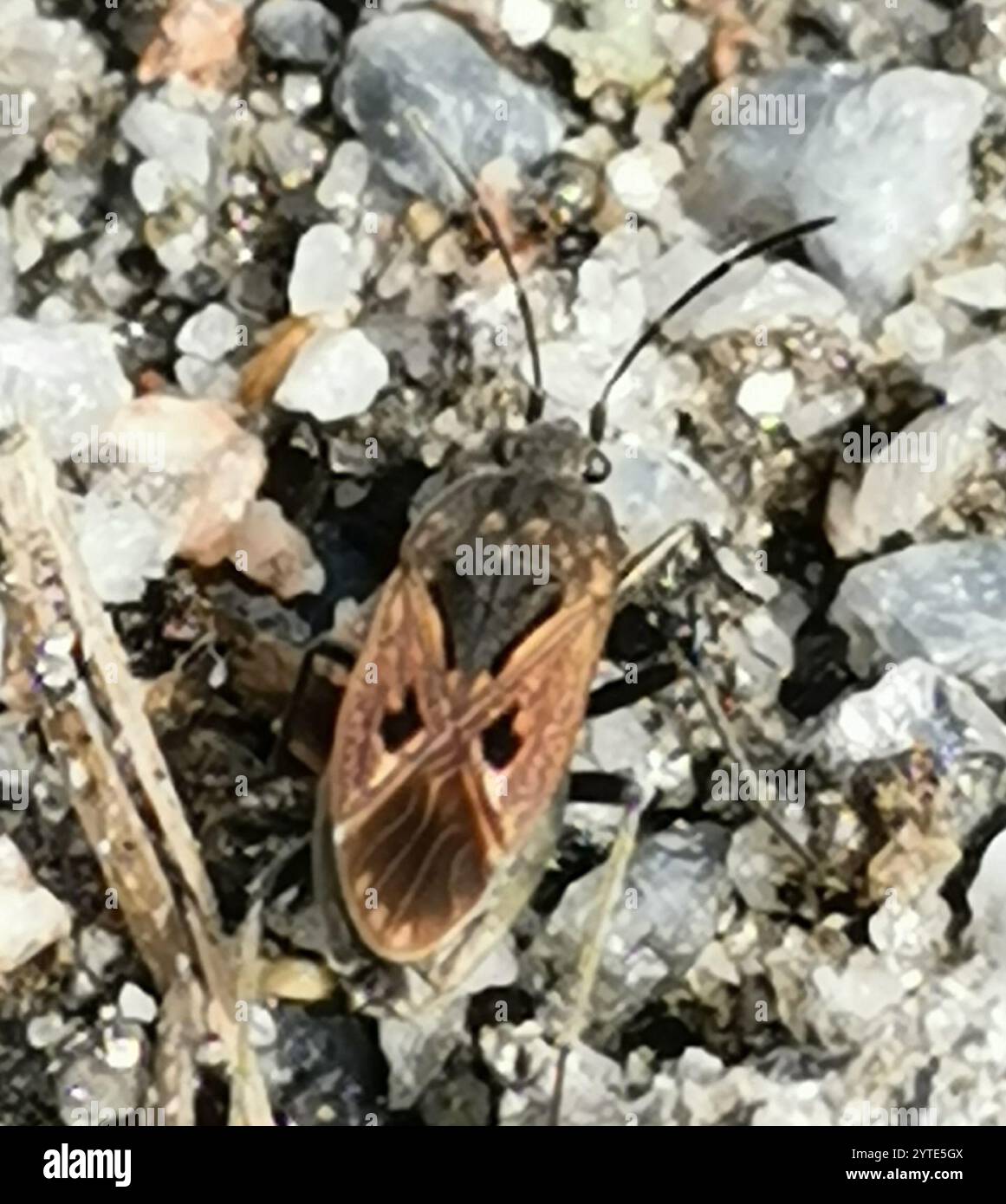 black-spotted groundbug (Rhyparochromus pini Stock Photo - Alamy