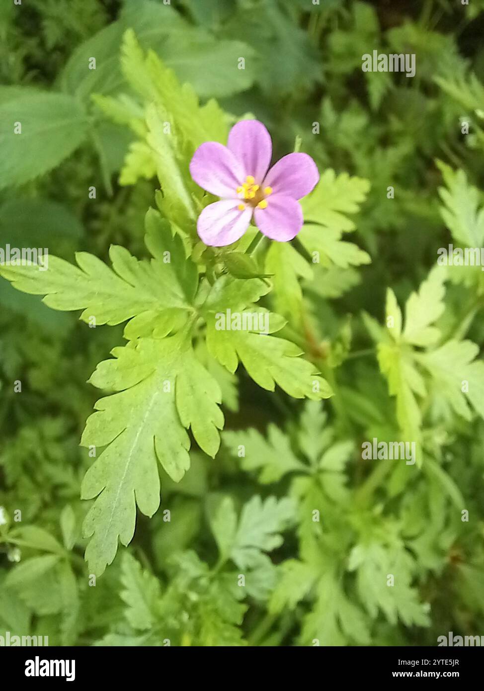 Little-Robin (Geranium purpureum Stock Photo - Alamy