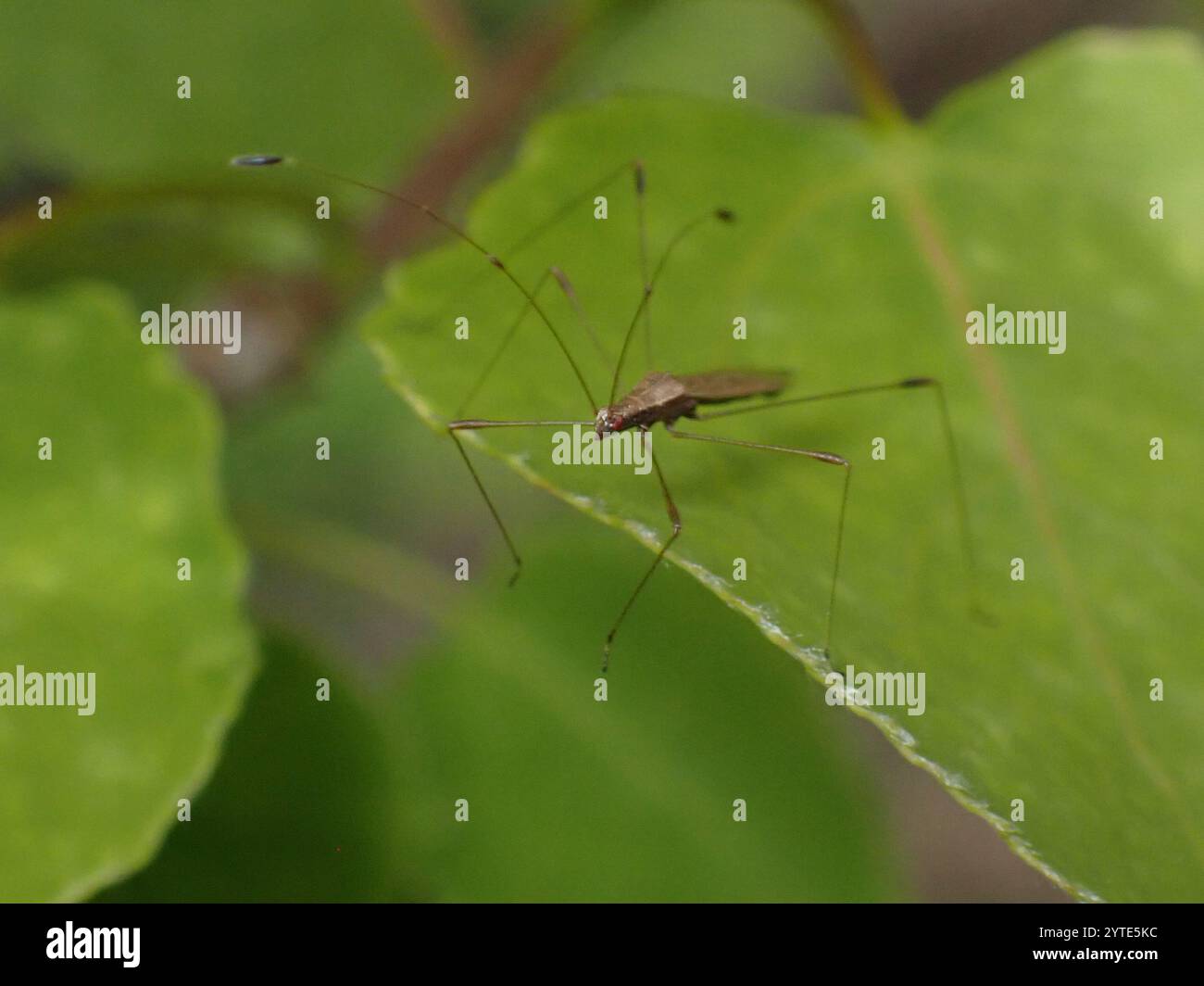 Stilt Bugs (Berytidae Stock Photo - Alamy