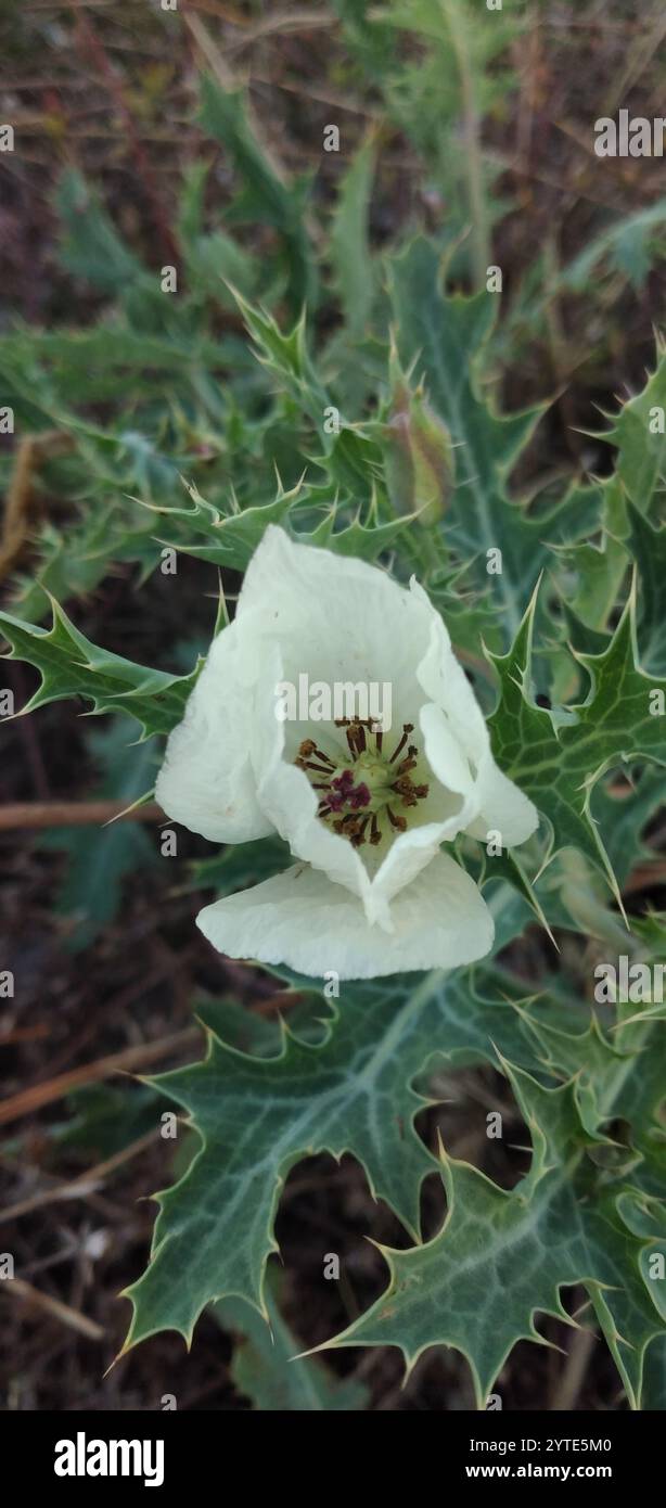 Subfusiformis hi-res stock photography and images - Alamy