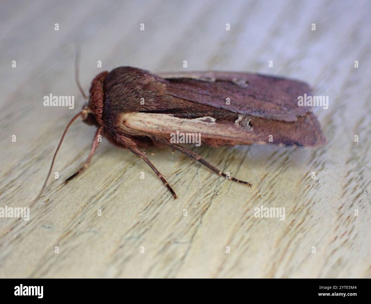Flame Shoulder Moth (Ochropleura plecta Stock Photo - Alamy