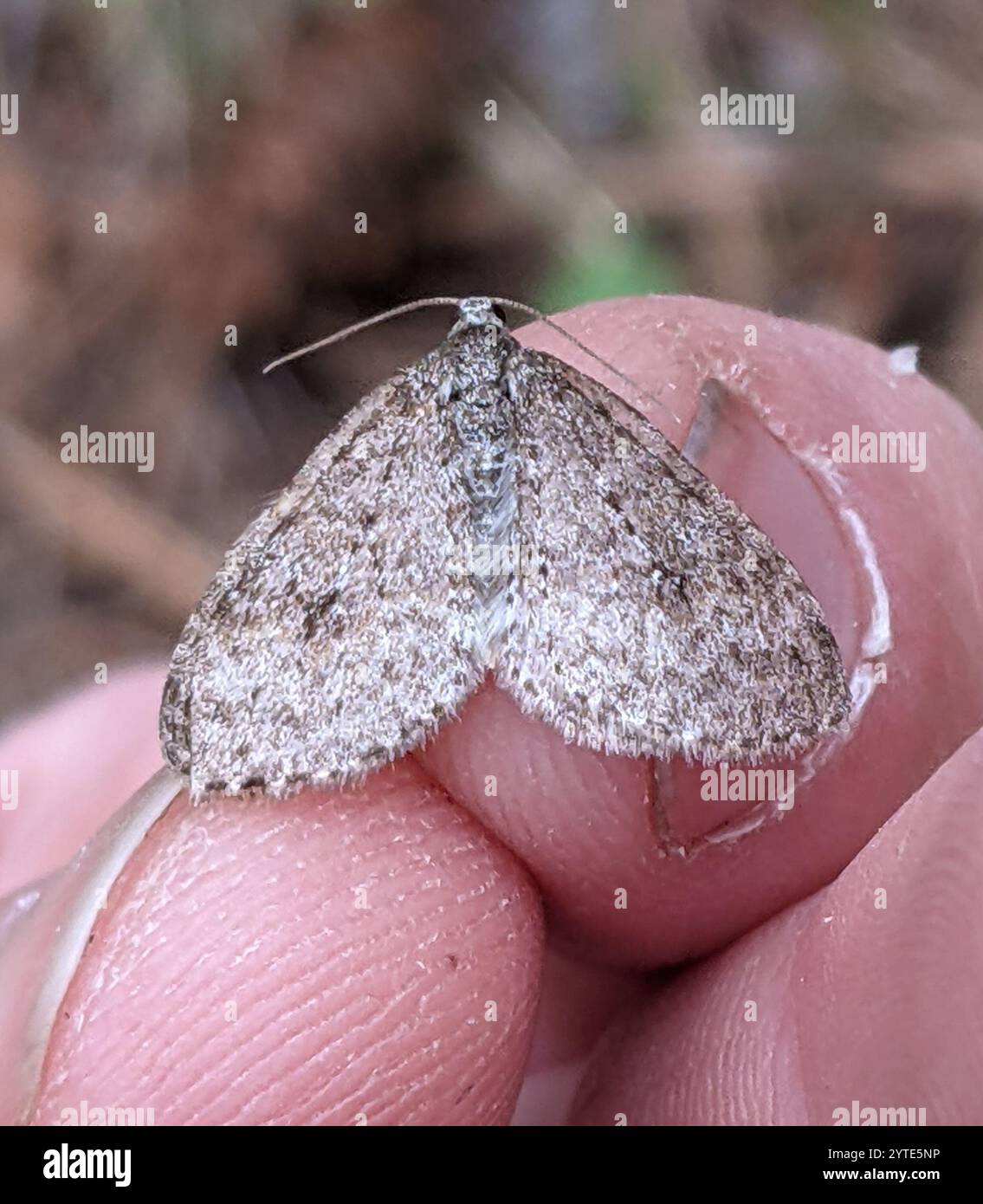 Pearsall's Carpet Moth (Venusia pearsalli Stock Photo - Alamy