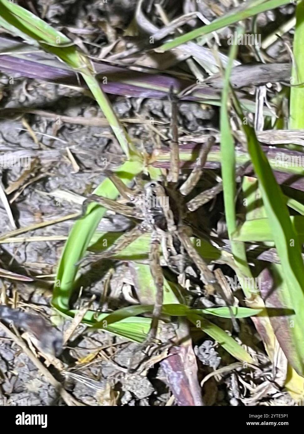 lance wolf spider (Schizocosa avida Stock Photo - Alamy