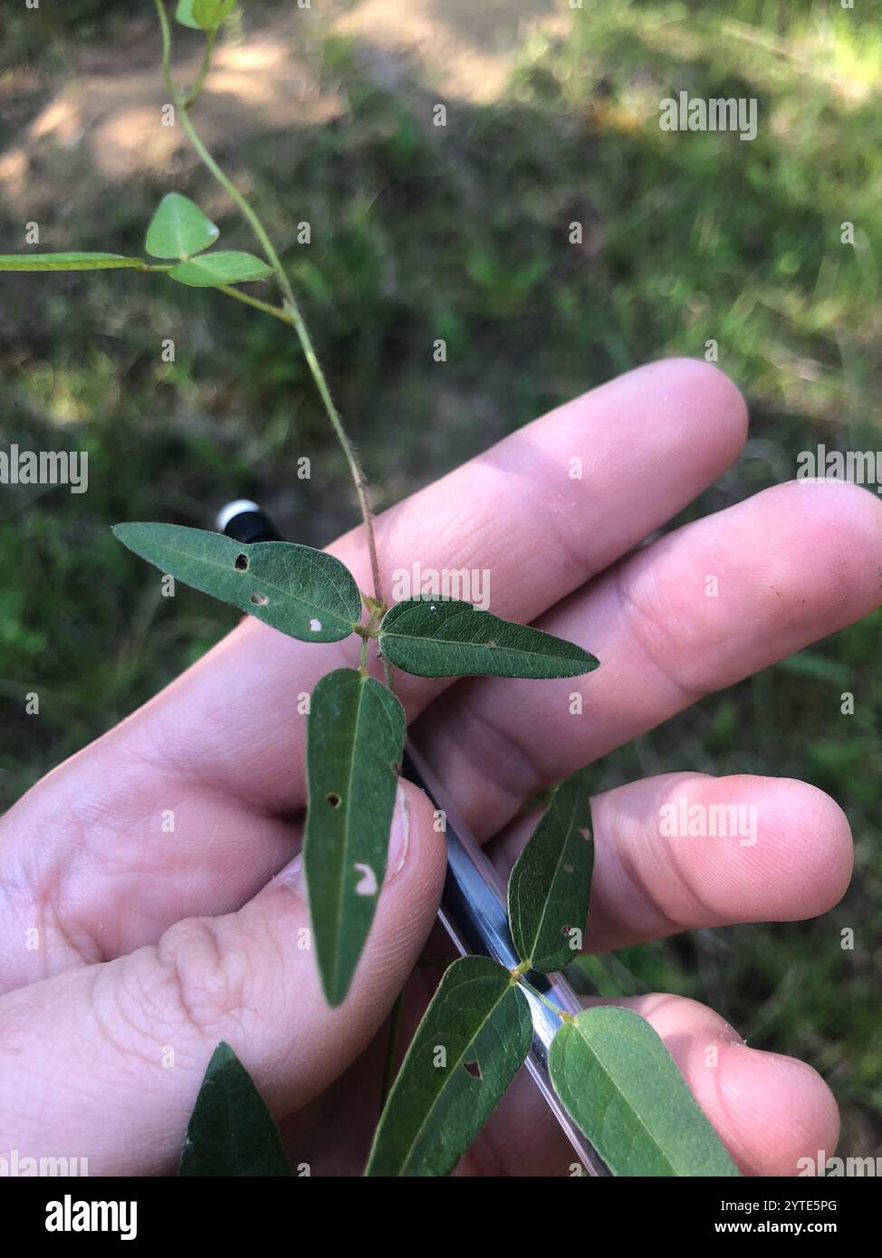 slickseed fuzzybean (Strophostyles leiosperma Stock Photo - Alamy