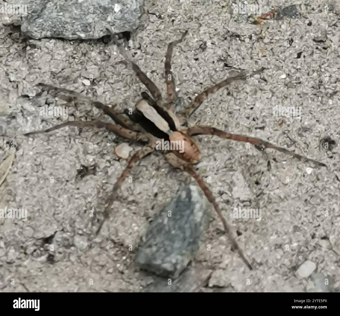 Burnt wolf spider hi-res stock photography and images - Alamy