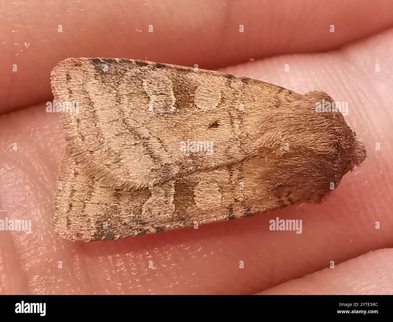 Small Square-spot (Diarsia rubi Stock Photo - Alamy