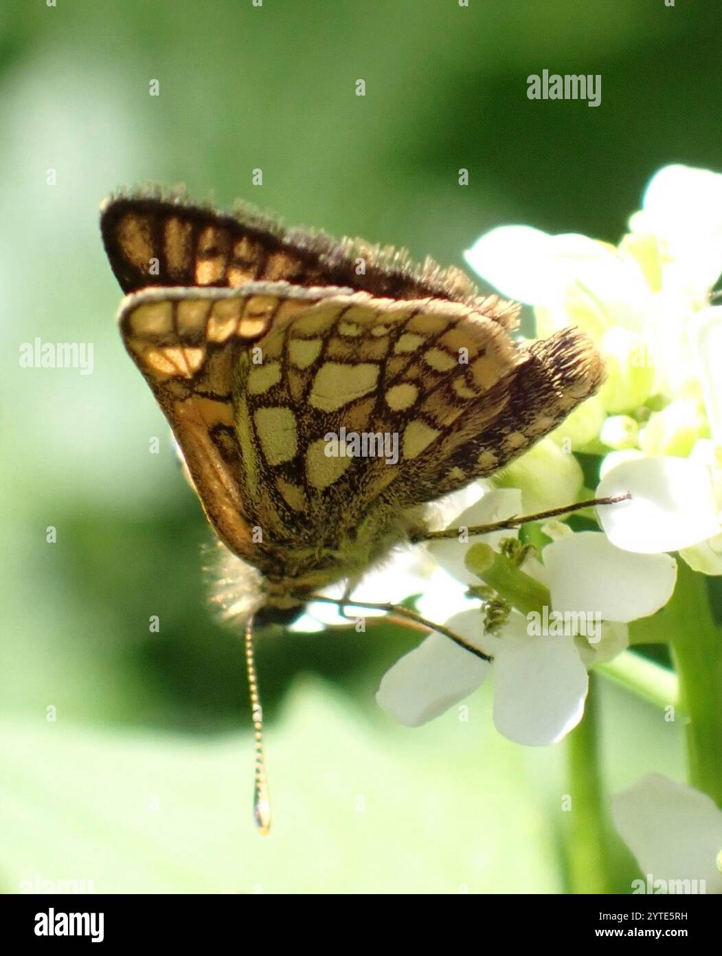 Chequered Skipper (Carterocephalus palaemon Stock Photo - Alamy