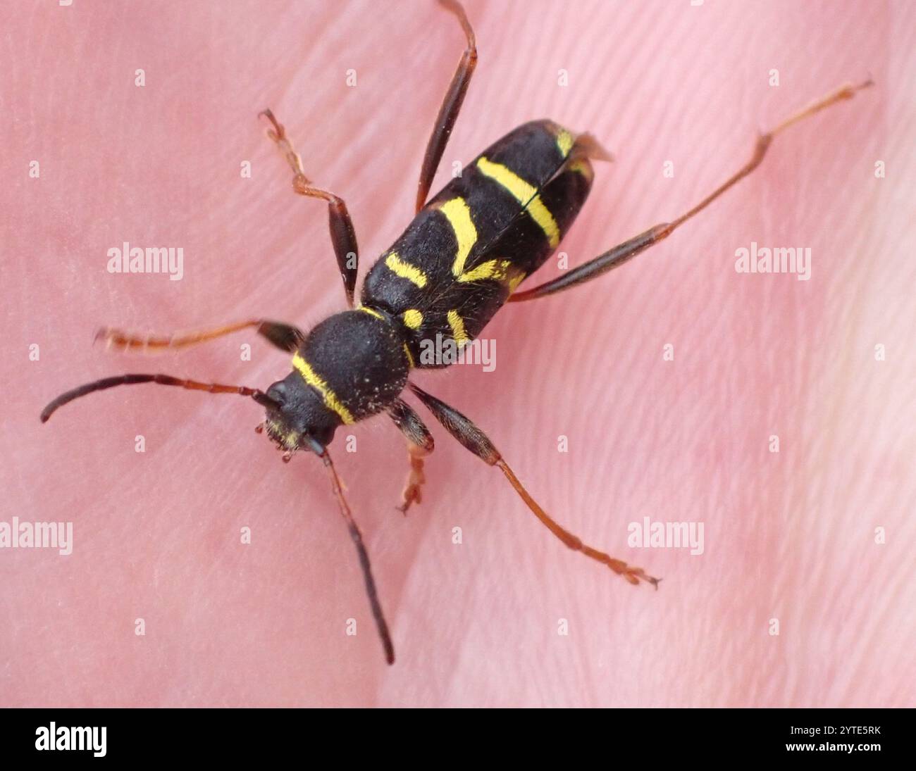 Wasp Beetle (Clytus arietis Stock Photo - Alamy