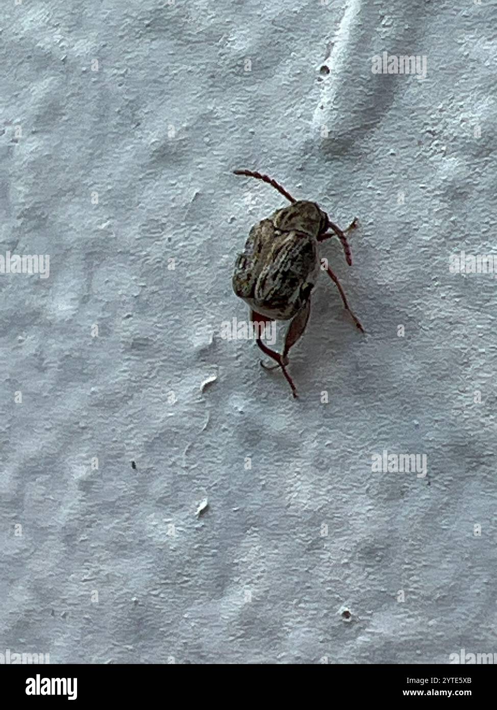 Pea and bean weevils hi-res stock photography and images - Alamy