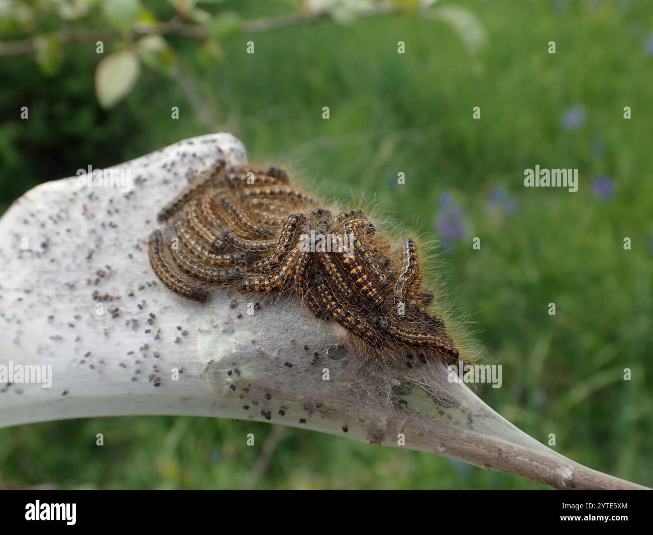 Western Tent Caterpillar Moth (Malacosoma californica Stock Photo - Alamy
