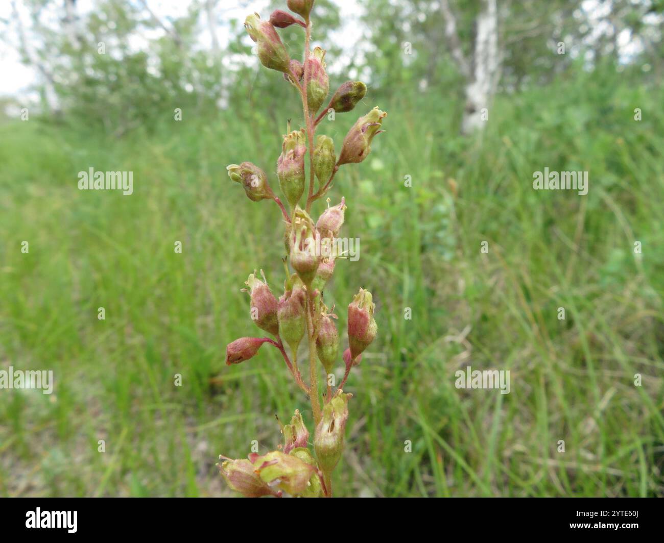 prairie alumroot (Heuchera richardsonii Stock Photo - Alamy