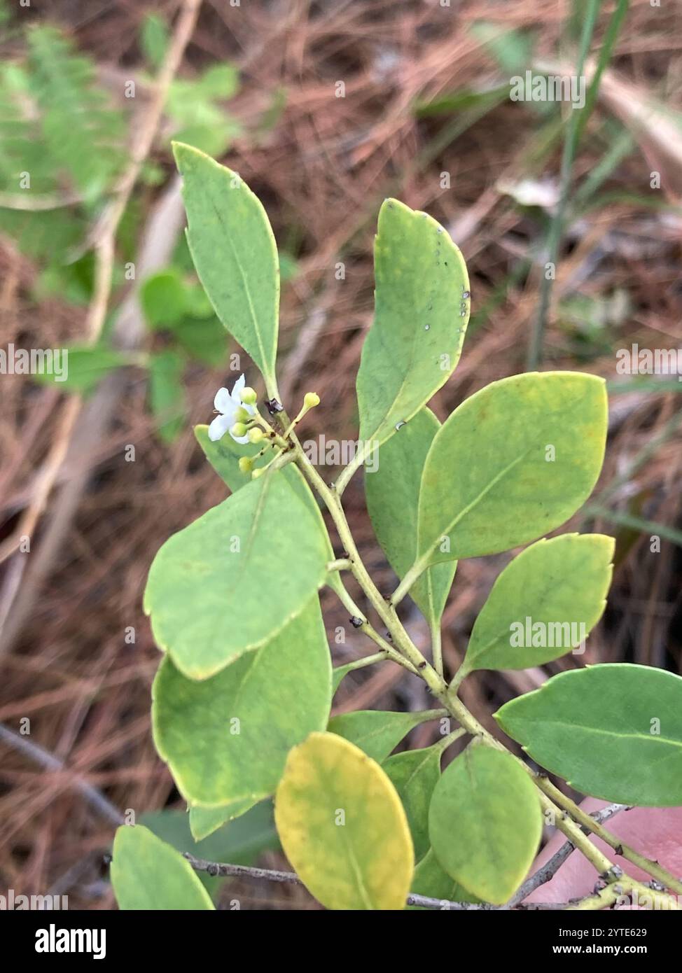 gallberry (Ilex glabra Stock Photo - Alamy
