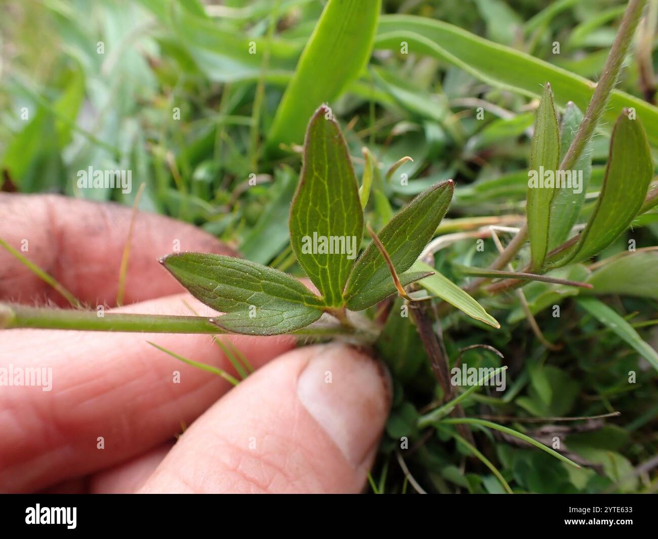 Western Buttercup (Ranunculus occidentalis Stock Photo - Alamy