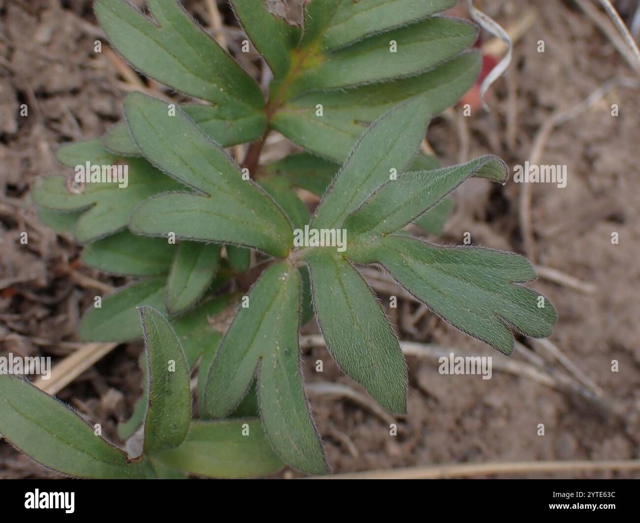 ballhead waterleaf (Hydrophyllum capitatum Stock Photo - Alamy