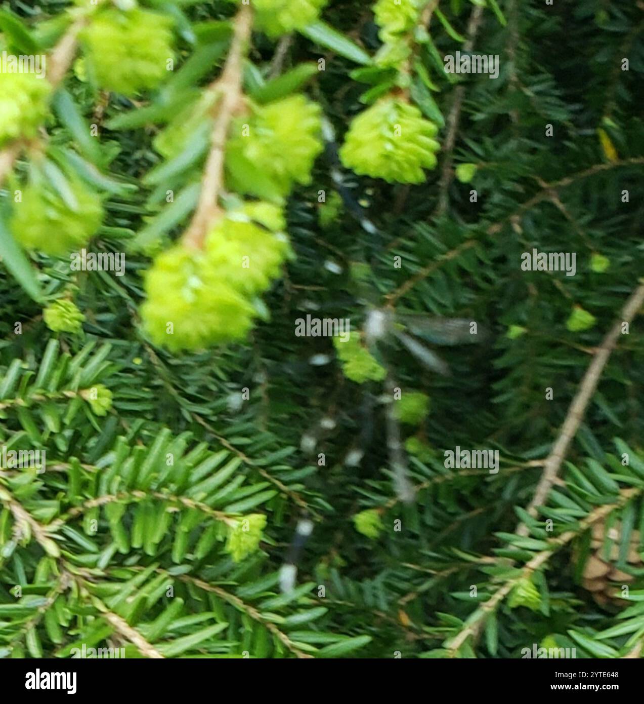 Eastern Phantom Crane Fly (Bittacomorpha clavipes Stock Photo - Alamy