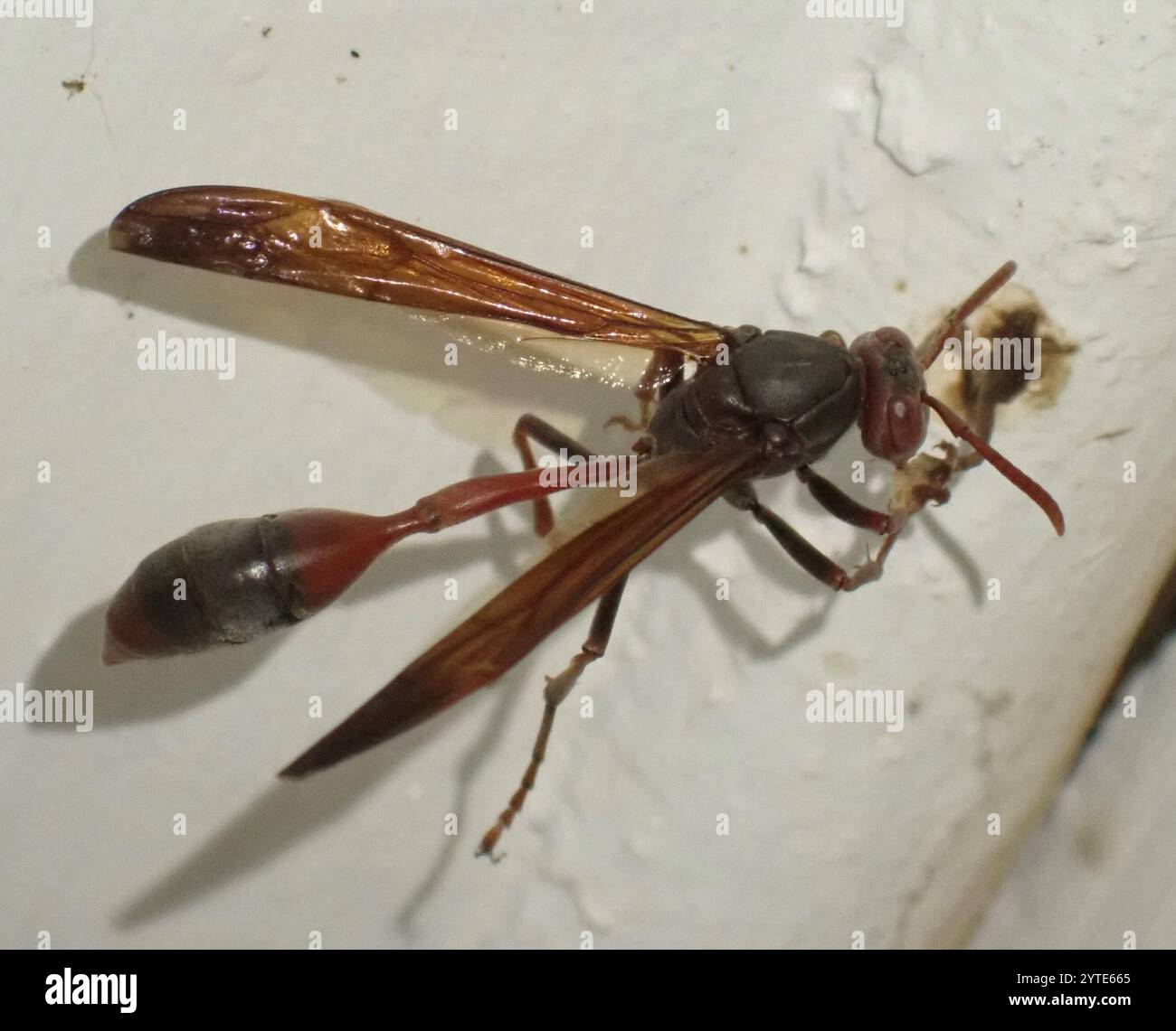 Belonogaster hi-res stock photography and images - Alamy