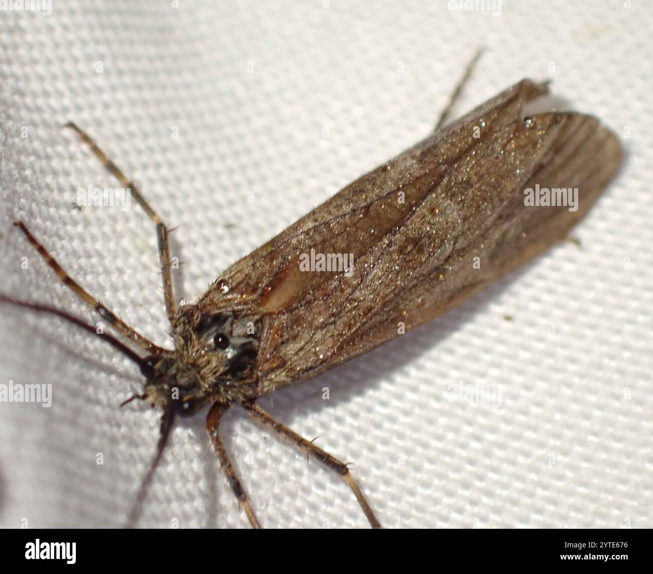 Giant Casemaker Caddisflies (Phryganeidae Stock Photo - Alamy